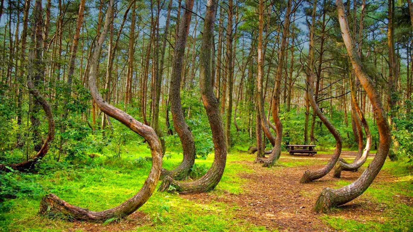 Who & What Is Crooked Forest? – Crooked Forest